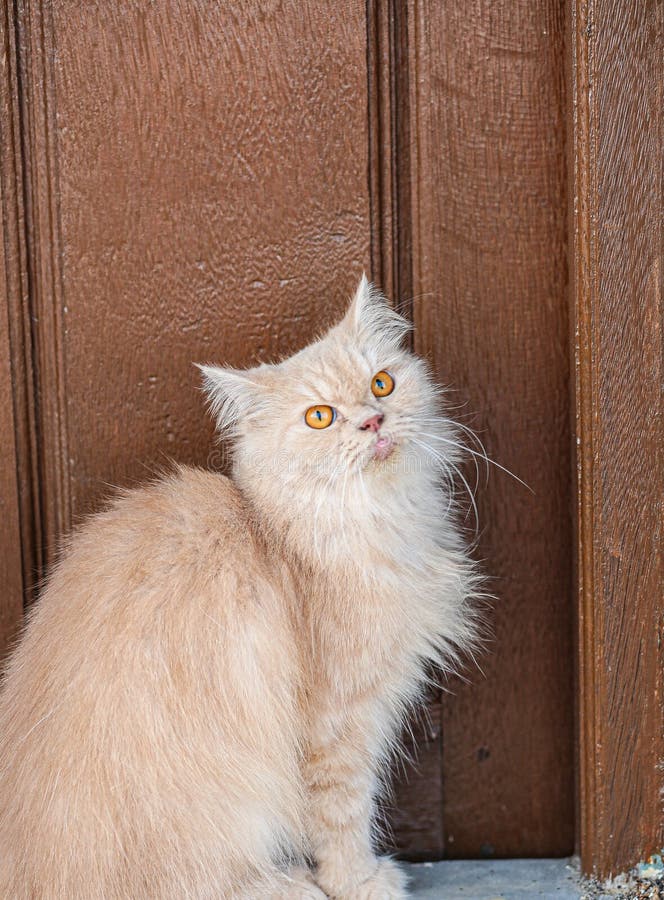 Pesrian Stock Photos - Free & Royalty-Free Stock Photos from Dreamstime