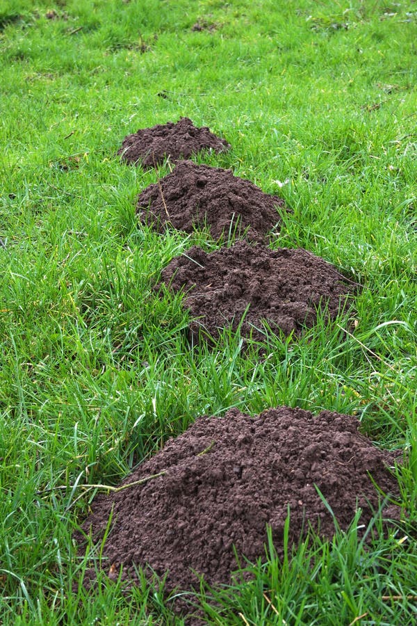 Pest in Agricultural Fields Stock Image - Image of grass, hole: 67529519