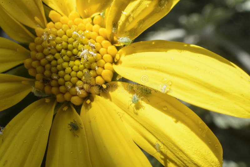 Pest of Aphids on the Flower Stock Photo - Image of infected, garden ...