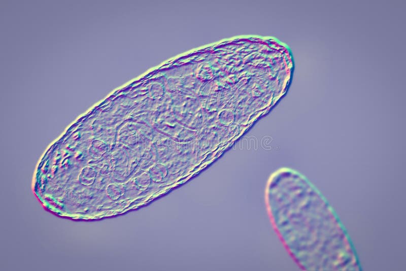 Pest Bacterie Yersinia Pestis Stock Illustratie - Illustration of ... Pest Bacterie Yersinia Pestis Stock Illustratie - Illustration of ...