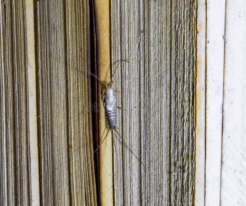 Pest Books and Newspapers. Insect Feeding on Paper - Silverfish Stock ...