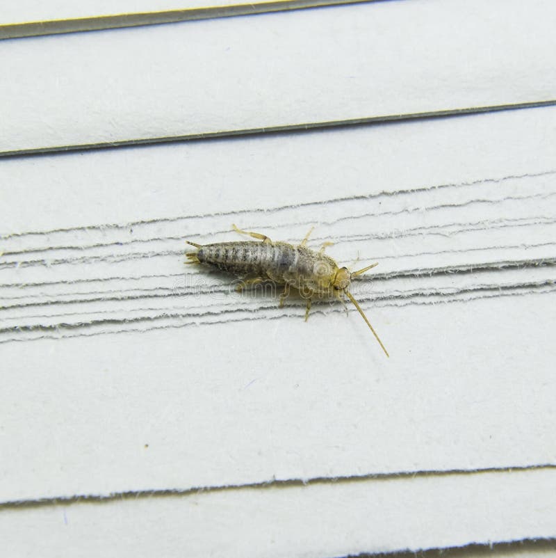 Pest Books and Newspapers. Insect Feeding on Paper - Silverfish Stock ...