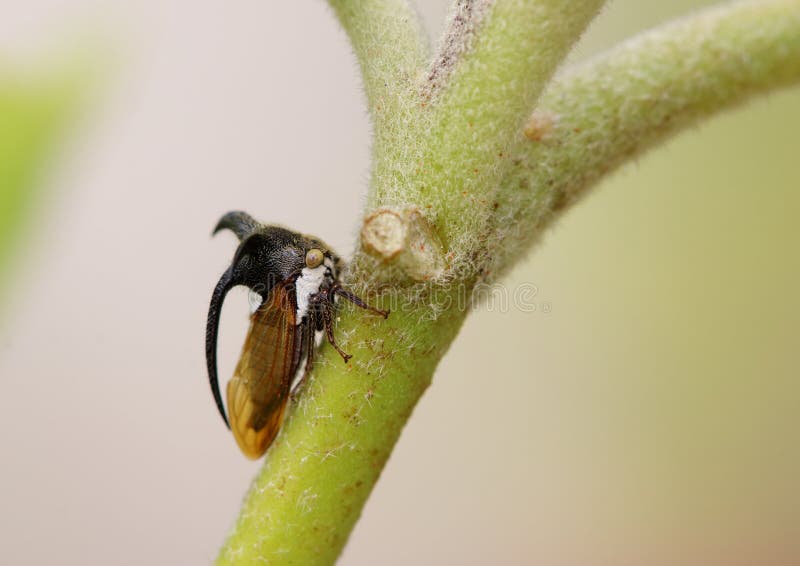 Pest on a Brinjal or Eggplant Stock Photo - Image of garden, bugs: 79034716