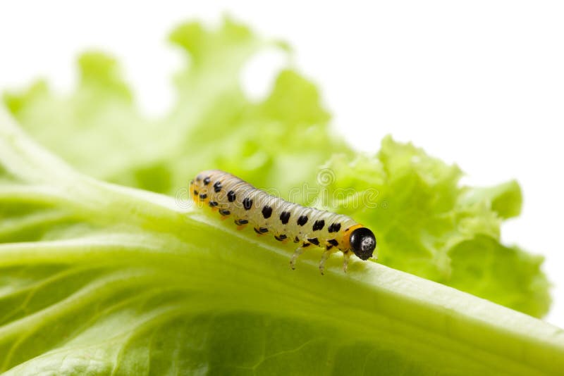 Pest Caterpillar on Lettuce Leaf Isolated on White Background Stock ...
