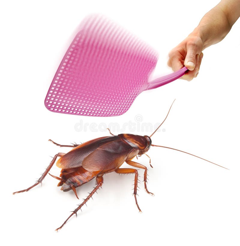 Flyswatter Fly Swat Insect Pest Swatter Stock Photo - Image of flies ...