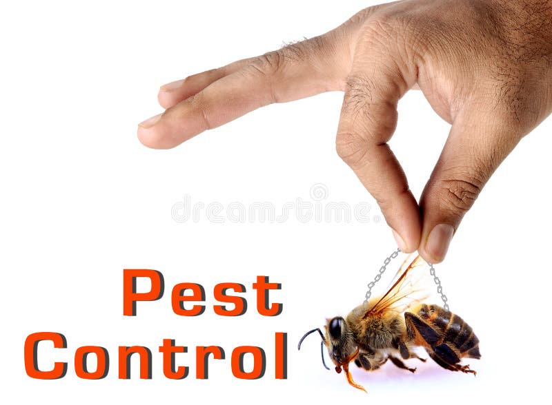 Pest control stock photo. Image of health, insecticide - 24844656
