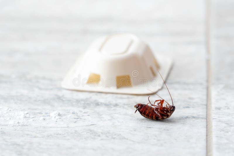 Pest Control Trap Catching a Cockroach on Kitchen Floor Stock Image ...