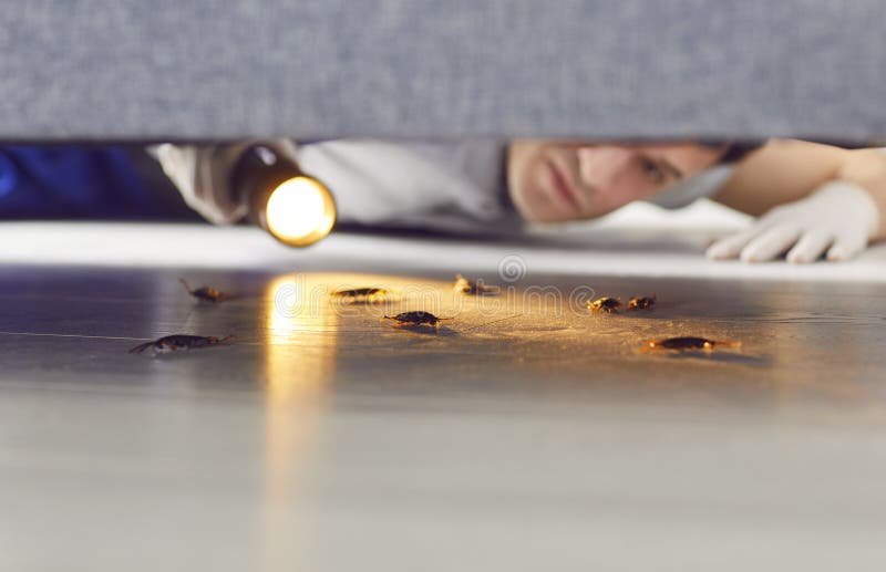 Pest Control Worker Checking Home for Cockroaches Using Flashlight ...