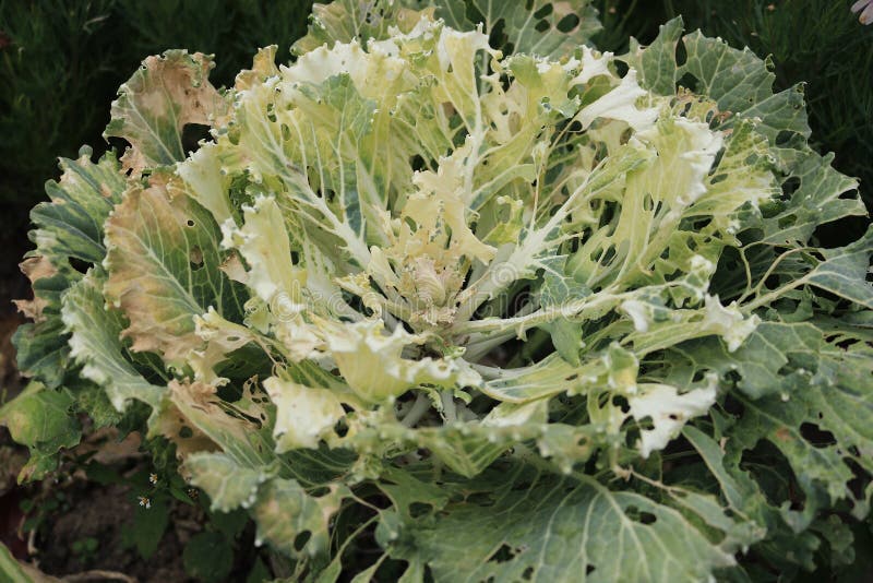 Pest Damage on Cabbage stock photo. Image of agriculture - 153474848
