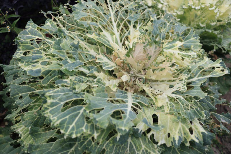Pest Damage on Cabbage stock photo. Image of background - 202687394