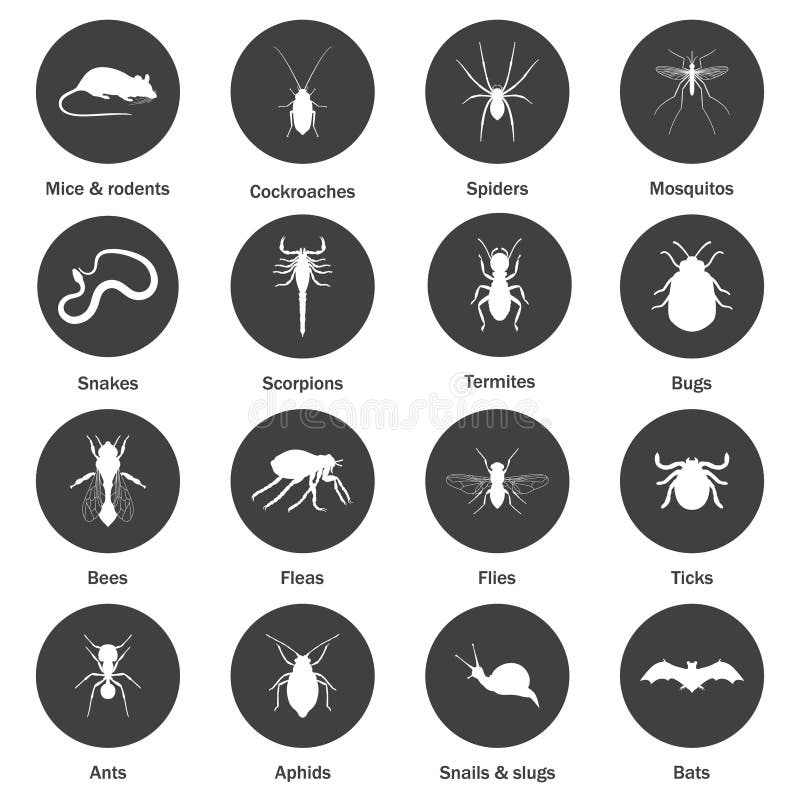 Vector Set of Icons with Insects for Pest Control Company Stock Vector ...