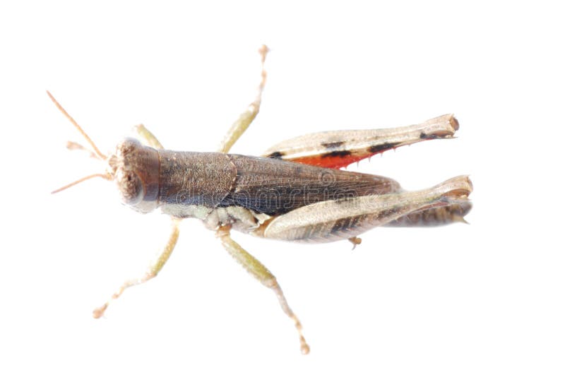 Pest insect locust stock image. Image of large, migratory - 16919317