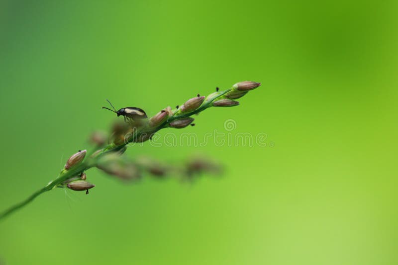 Pest insect very small stock image. Image of plant, beetle - 87495677