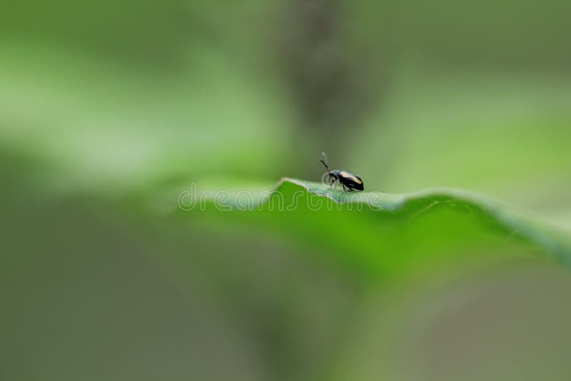 Pest insect very small stock image. Image of summer, green - 87495855