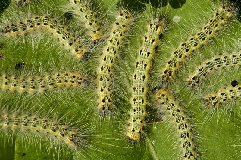 Fall Webworm with Worms Visible in Web Stock Photo - Image of growing ...