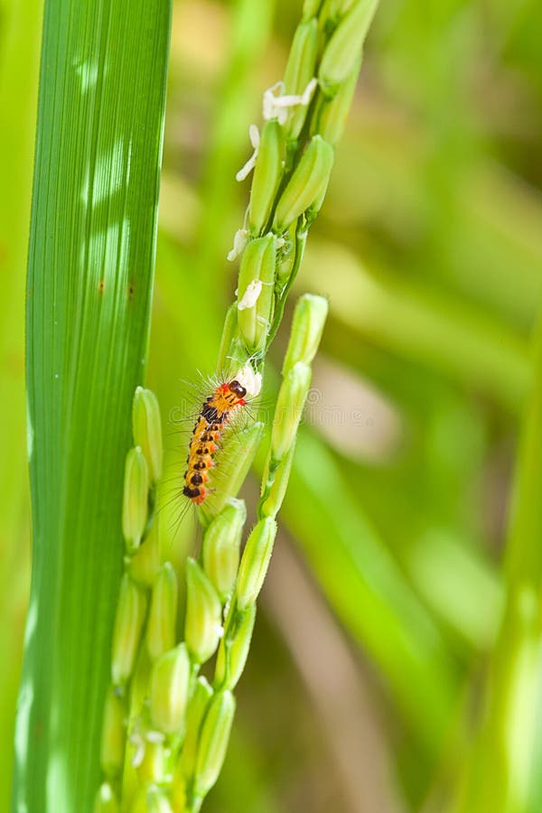 Pest, in Paddy rice field stock image. Image of harvest - 20822373