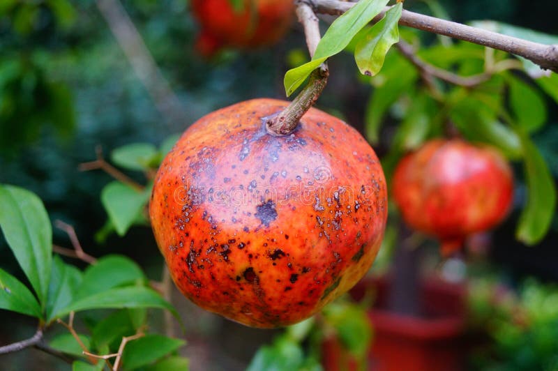 The Pest of Pomegranate Fruit Stock Photo - Image of peel, nature: 75531186