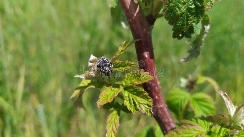 Pest on a Raspberry Bush in the Spring. Pest on Raspberries Stock Photo ...