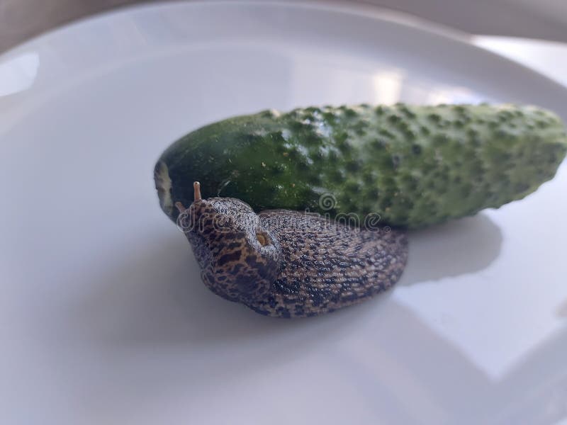 The Pest Slug Parasitizes Vegetables. a Slug Eats a Cucumber Stock ...