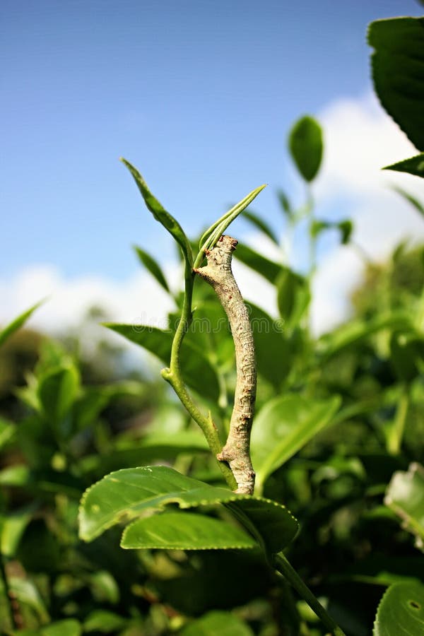 172 Pest Tea Garden Stock Photos - Free & Royalty-Free Stock Photos ...