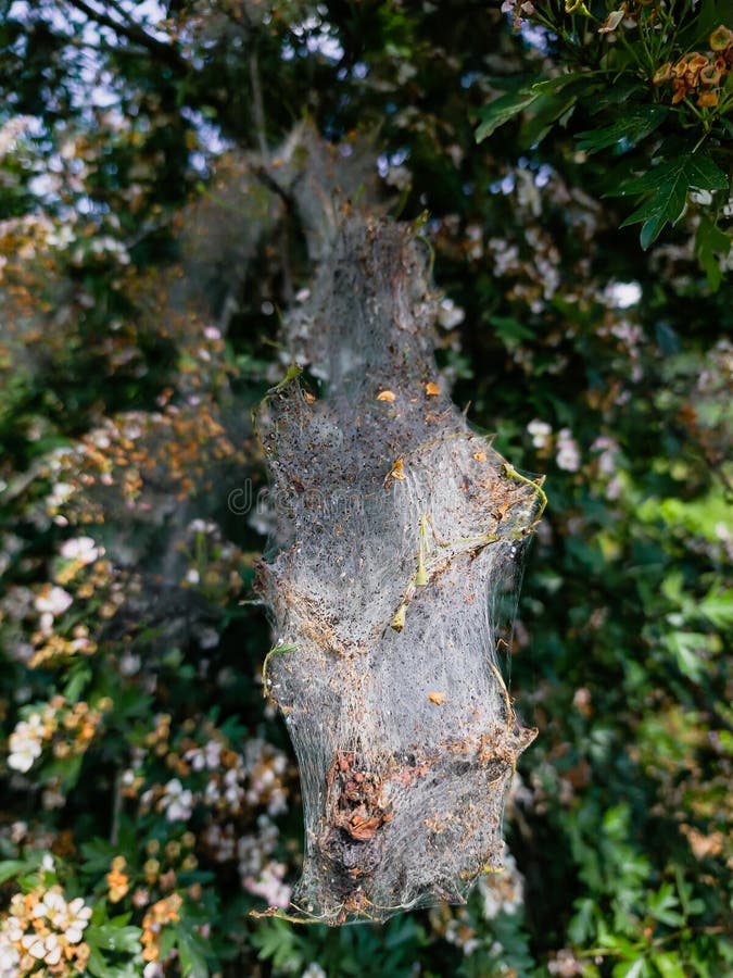 Pest Webs in the Branches of a Flowering Tree Stock Image - Image of ...