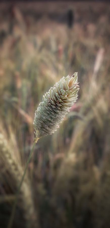 Pests in crops stock image. Image of fields, pest, crops - 145725633