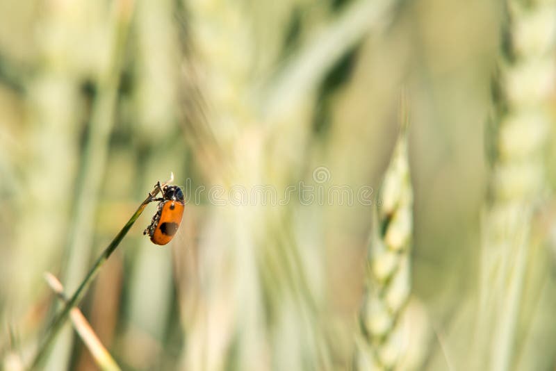 Pest on the wheat field stock photo. Image of growth - 55260126
