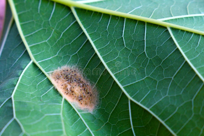 Pest worm on leaf stock image. Image of vegetables, cocoon - 91840737
