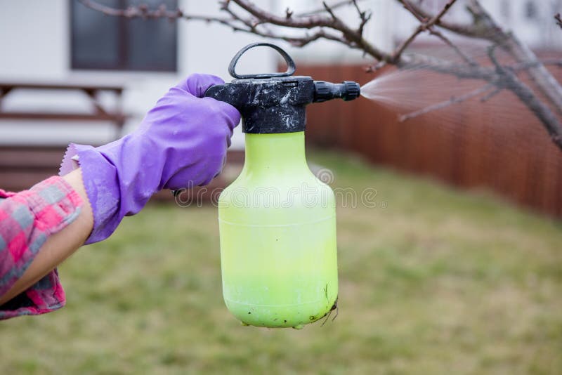 Pesticide Treatment Pest Control Insect Extermination On Fruit Trees