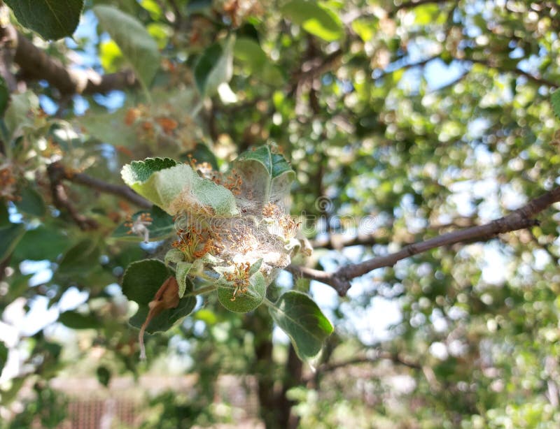 Pests on the Apple Tree. Cobwebs and Caterpillars on Branches and ...