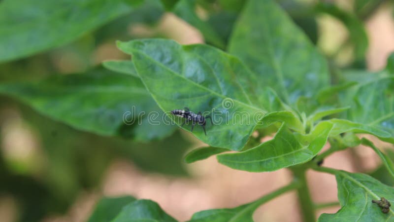 Chilli Aphids Sucking the Cell Sap from the Plant and Flower Bud ...