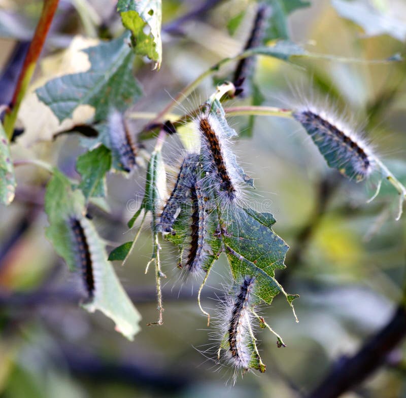 Pests Eat the Leaves on the Plant Stock Image - Image of harm, plant ...