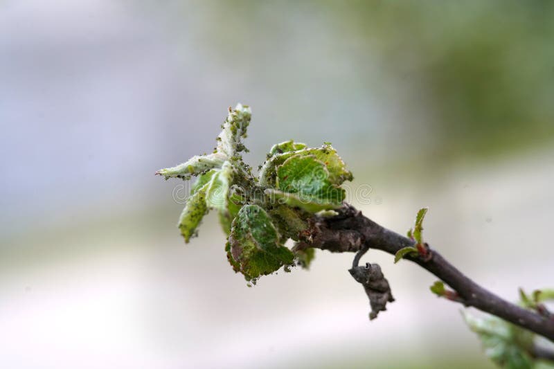 Pests of Fruit Trees on Apple Leaves Stock Photo - Image of sickness ...