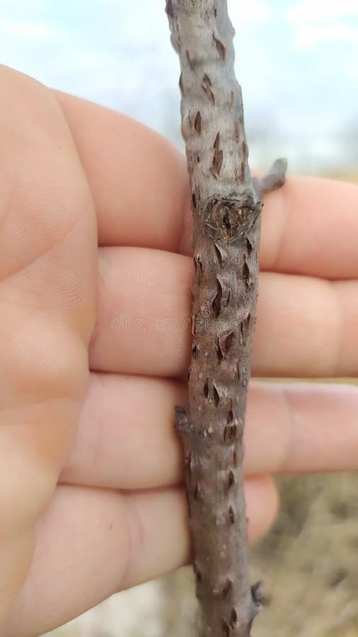 Pests Made a Hole Under the Bark of a Young Tree and Laid Eggs There ...