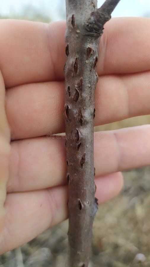 Pests Made a Hole Under the Bark of a Young Tree and Laid Eggs There ...