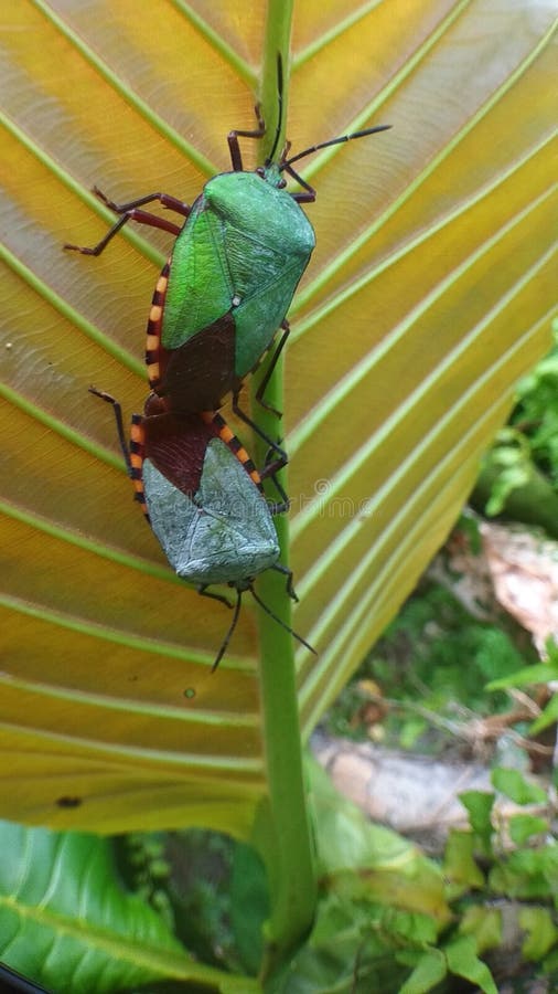 Mating Stink Bugs 3 stock photo. Image of stink, pests - 61842258