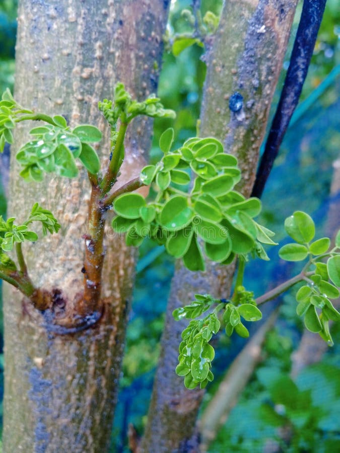 Pests in Moringa stock image. Image of drumstick, feed - 357018793