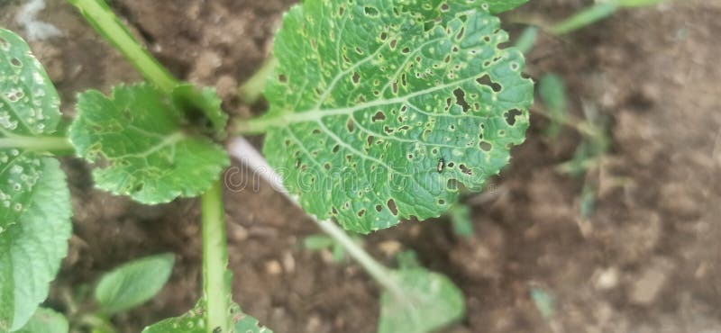 Pests in mustard greens stock photo. Image of soil, shrub - 262662024