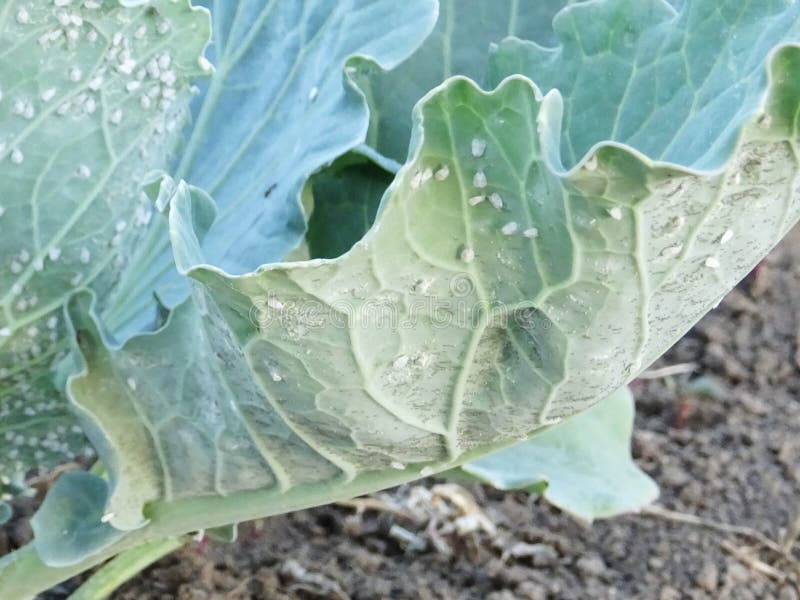Pests of Plants, Whitefly on Cabbage in the Field Stock Image - Image ...