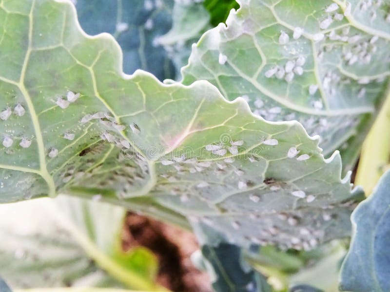 Pests of Plants, Whitefly on Cabbage in the Field Stock Image - Image ...