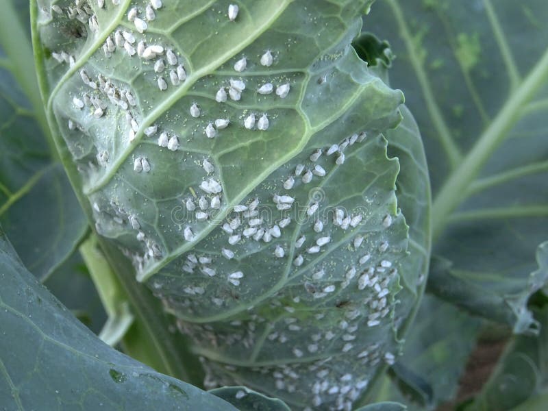 Pests of Plants, Whitefly on Cabbage in the Field Stock Photo - Image ...