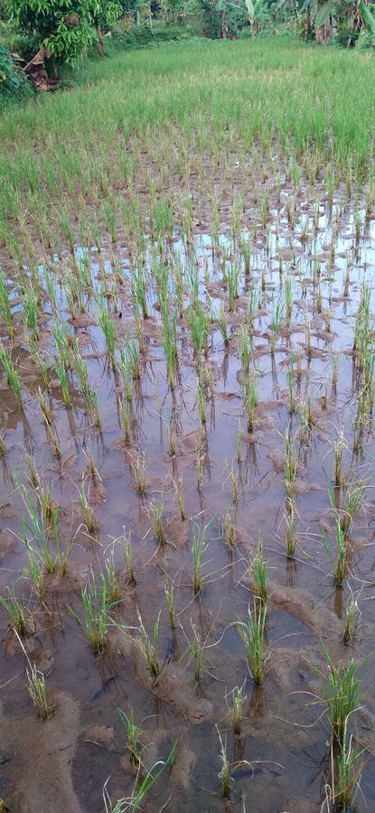 Pests on rice plants stock image. Image of agriculture - 324840539