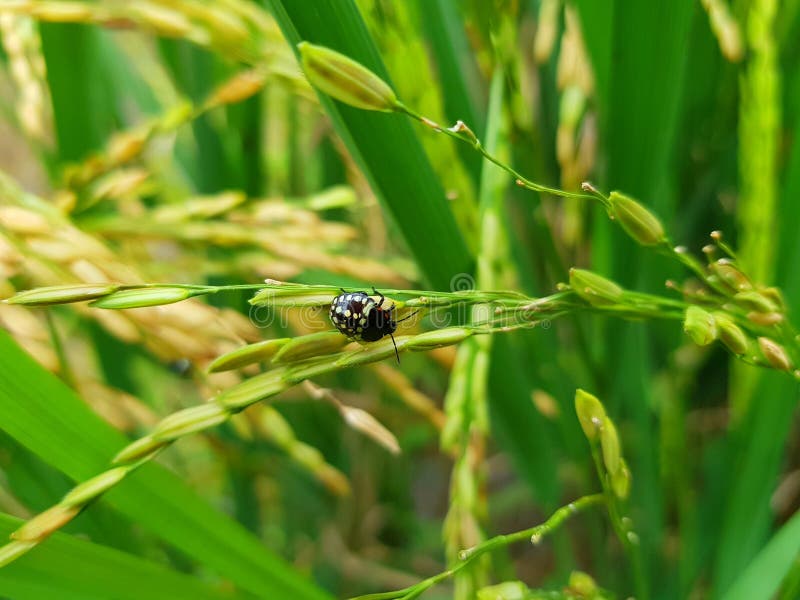 Pests on rice plants stock image. Image of background - 263427559