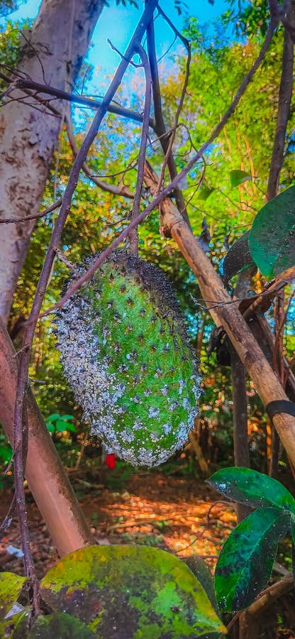 Pests of soursop fruit stock image. Image of fruit, soursop - 287428845