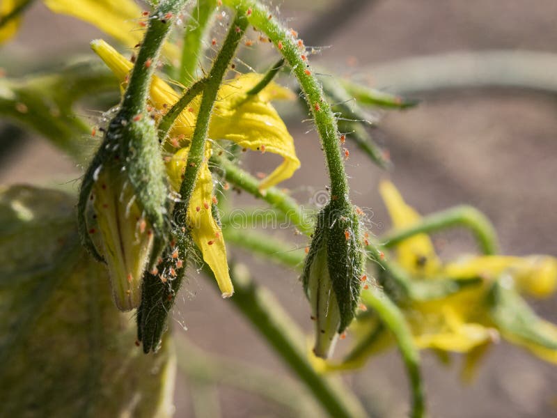 Pests on the tomato stock photo. Image of california - 109635570