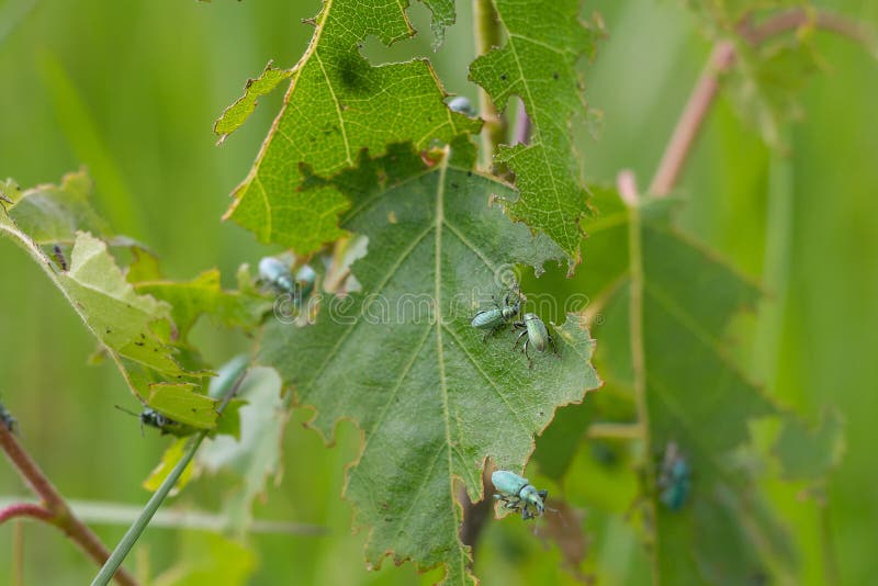 Pests Weevils Eat the Leaves of the Plant in Summer Stock Image - Image ...