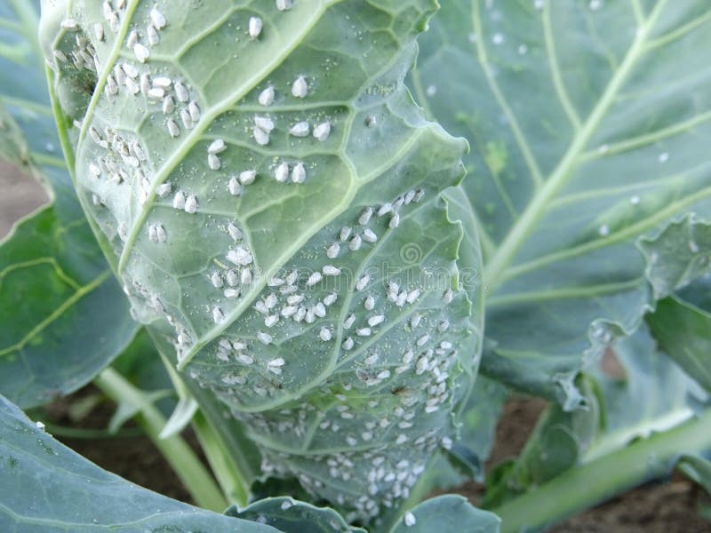 Pests of Plants, Whitefly on Cabbage in the Field Stock Photo - Image ...