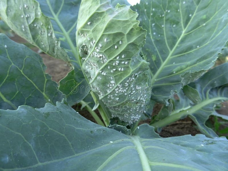 Pests of Plants, Whitefly on Cabbage in the Field Stock Photo - Image ...