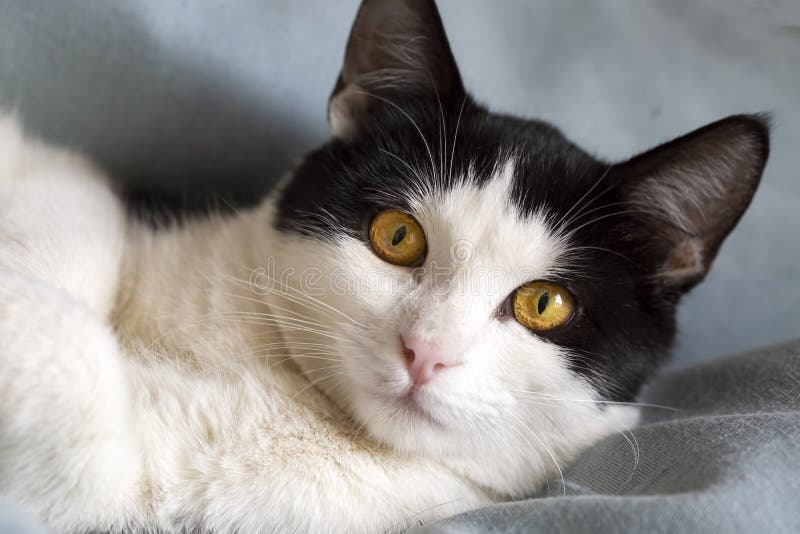 Pet Animal; Cute Cat Indoor. House Cat Stock Photo - Image of mammals ...