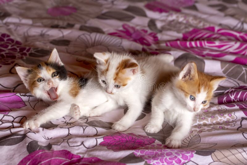 Pet Animal; Cute Cat Indoor. House Cat Stock Photo - Image of felines ...